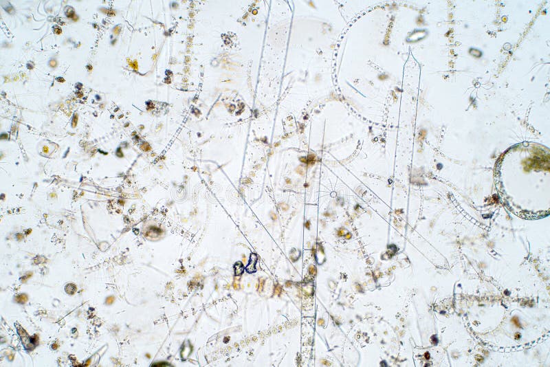 Marine Aquatic Plankton Under Microscope View Stock Image - Image of ...