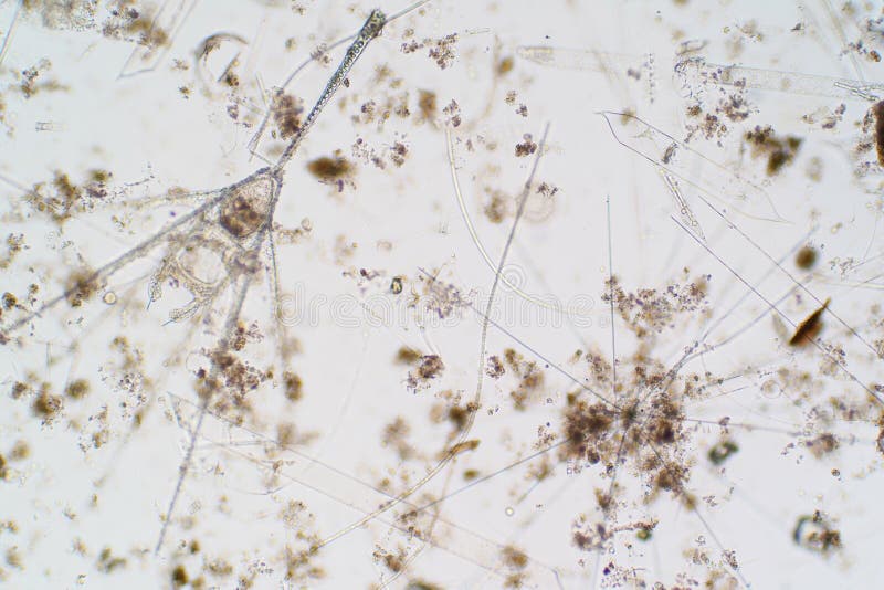 Marine Aquatic Plankton Under the Microscope View Stock Image - Image ...