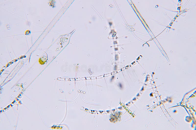 Marine Aquatic Plankton Under Microscope View Stock Image - Image of ...
