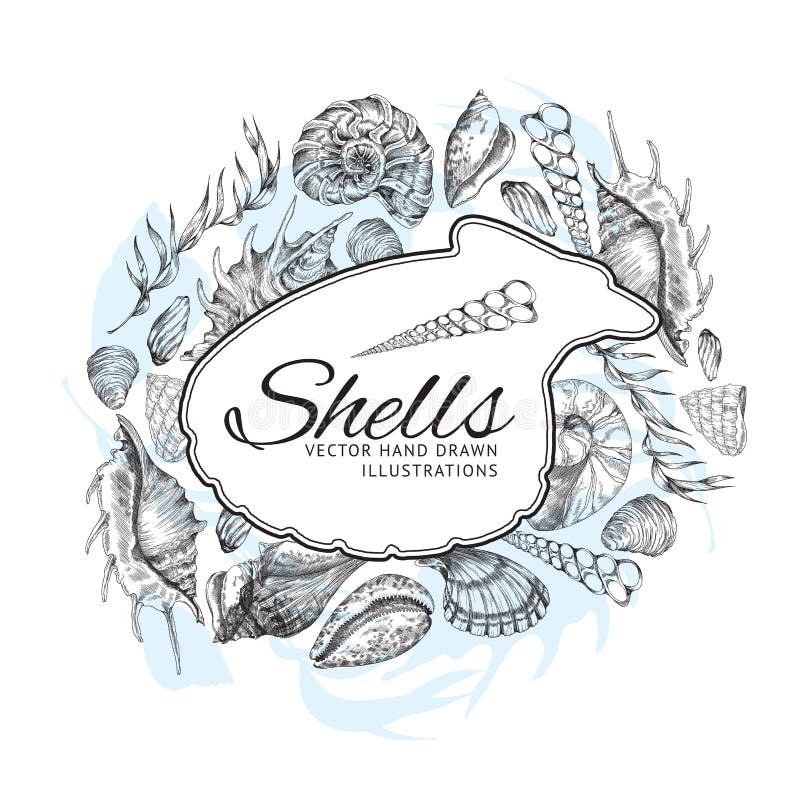 Card or Poster with Shells and Frame for Text, Engraving Vector ...