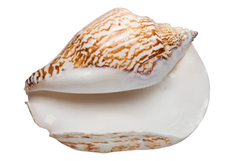 Marine cockleshell stock image. Image of cockleshell - 19326455