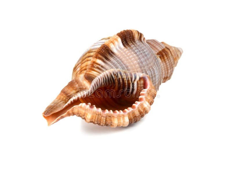 Conch shell, top view stock image. Image of nature, seashell - 18198167