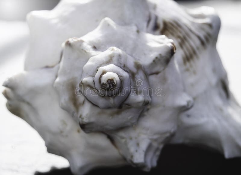 Macro of a Sea Shell Profile View Stock Photo - Image of seafood ...