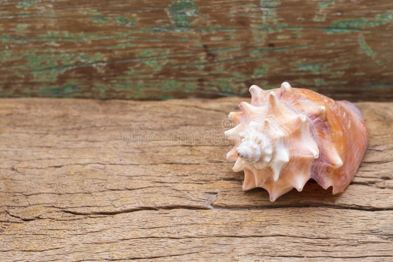 Marine Conch Marine Mollusc of Turtle Island in the Coastal Zone Beach ...