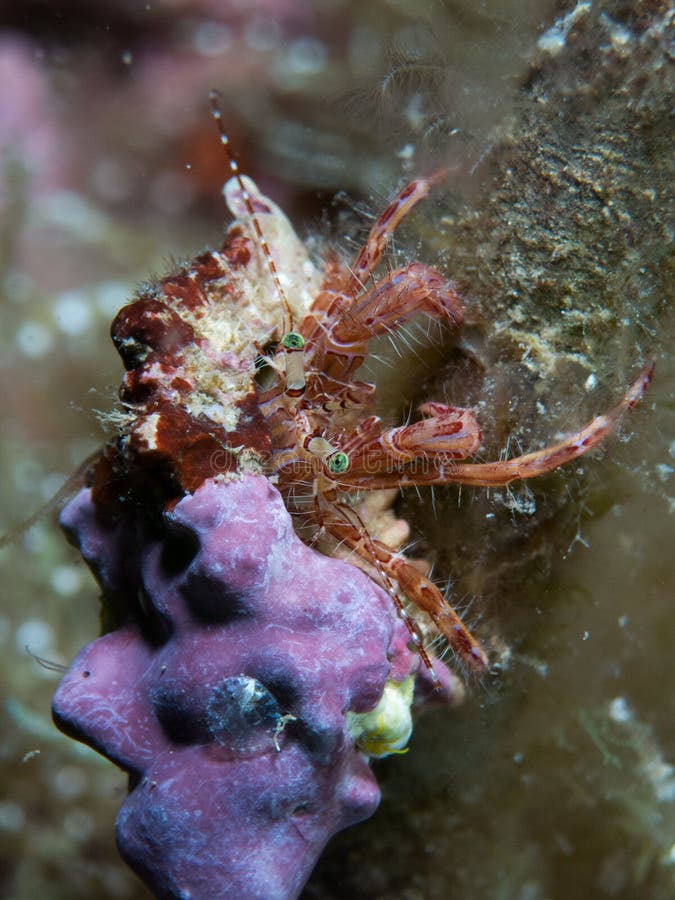 Marine crab with macro stock photo. Image of spring - 130047440