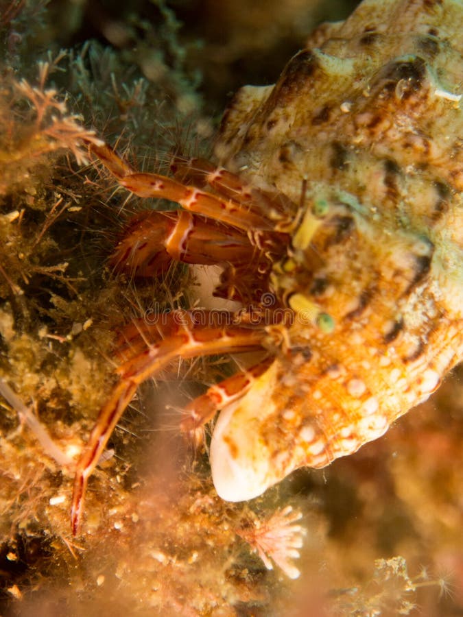 Marine crab with macro stock image. Image of natural - 130047441