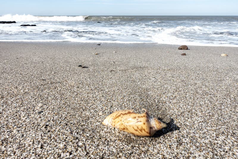 Crab Shell on the Sand in the Beach Stock Photo - Image of water, shell ...