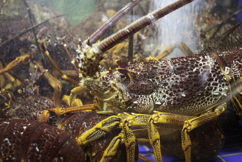 Marine Crayfish in the Demonstration Aquarium Restaurant in Macau ...