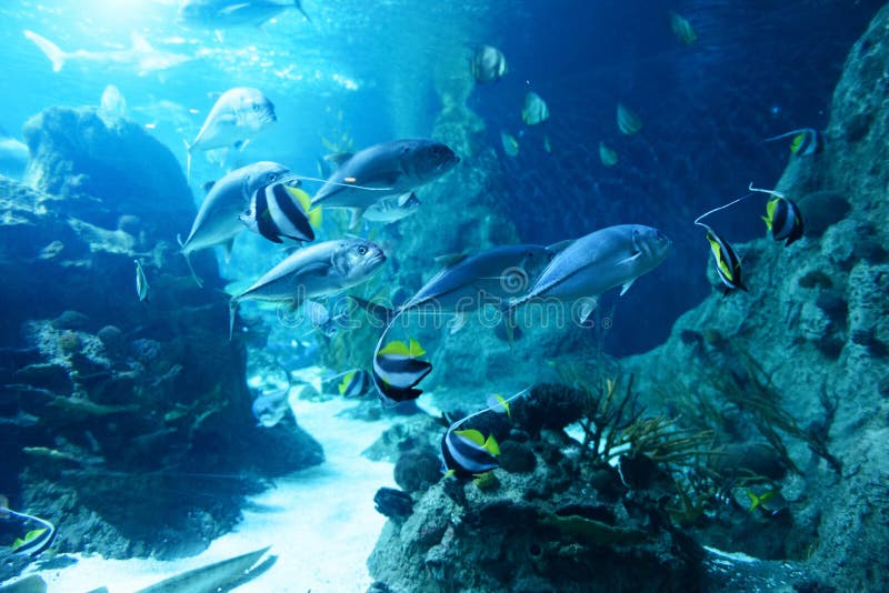 Marine Ecosystem with Tropical Fish and Reef in the Deep Sea Stock ...