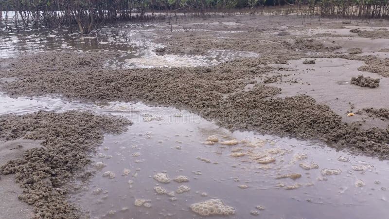 Mangroven-Sumpf-Wald - Marine Estuaries Mud Flats Stock Video - Video ...