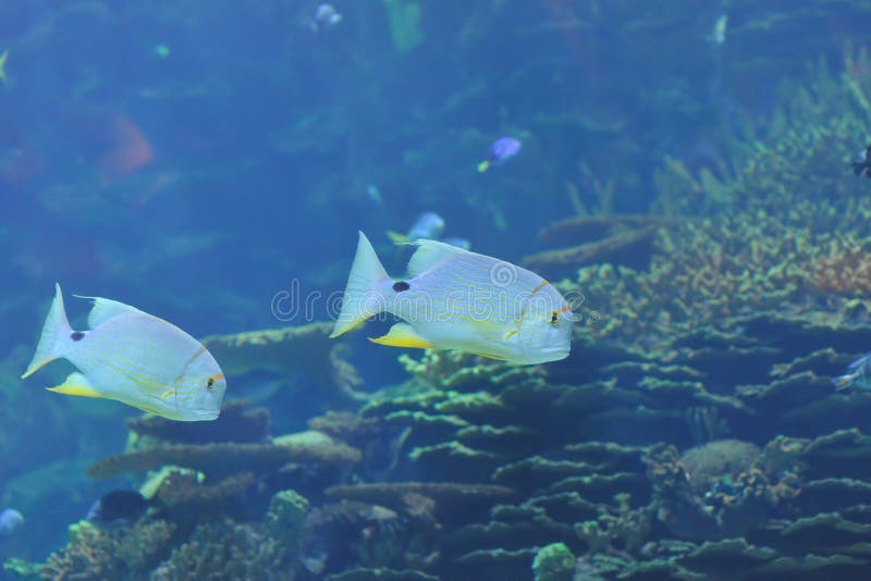 Marine fish stock photo. Image of ocean, swimming, tropical - 21040742