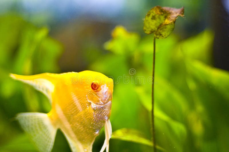 Marine fish stock image. Image of reef, cheerful, fish - 4152673