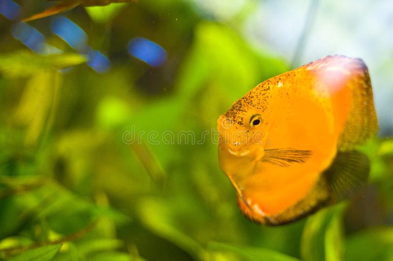 Marine fish stock photo. Image of clownfish, tropical - 4152696