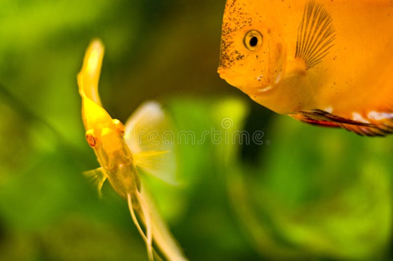 Marine fish stock photo. Image of reef, cheerful, aquarium - 4152732