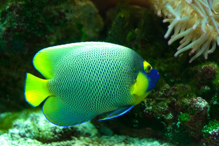 Marine Fish stock image. Image of water, reef, aquarium - 5869211