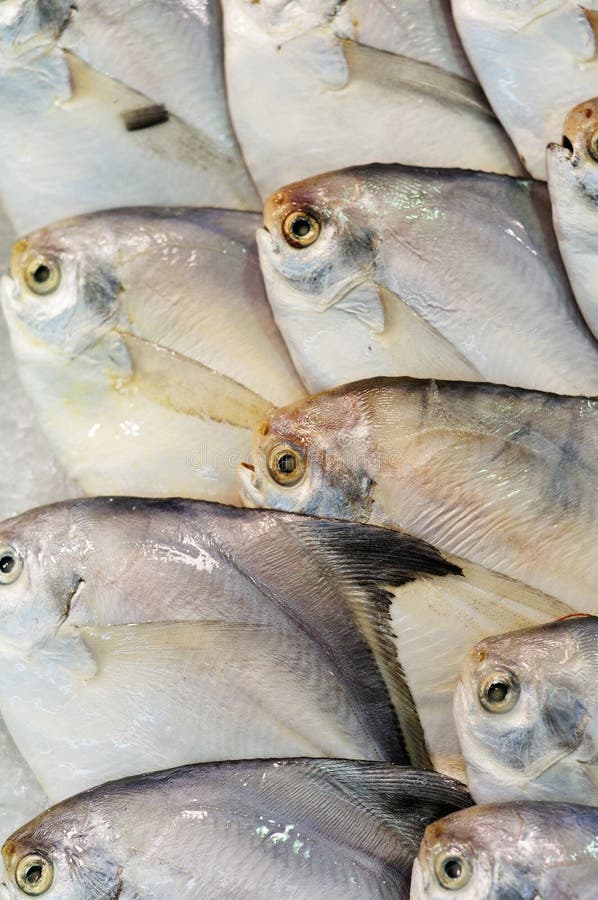 Marine fish stock image. Image of dead, life, marine, eyes - 8322897