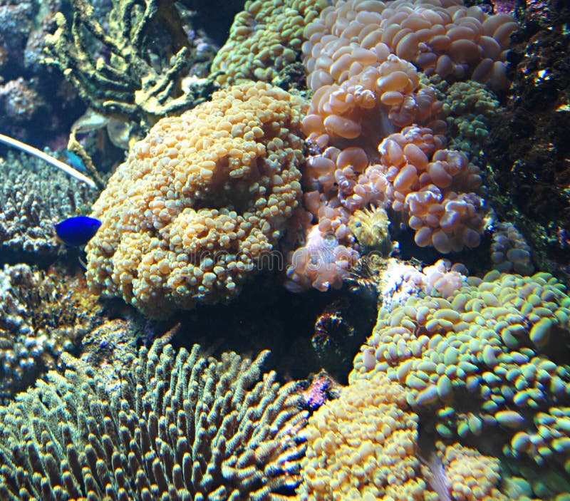 Marine Fish stock image. Image of blue, fins, reefs, fishes - 89903