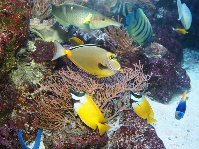 Marine Fish stock image. Image of blue, fins, reefs, fishes - 89903