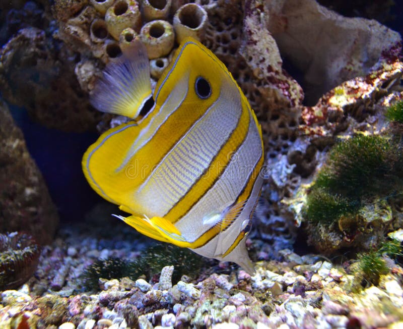 Marine fish stock image. Image of beautiful, coral, tank - 34287919