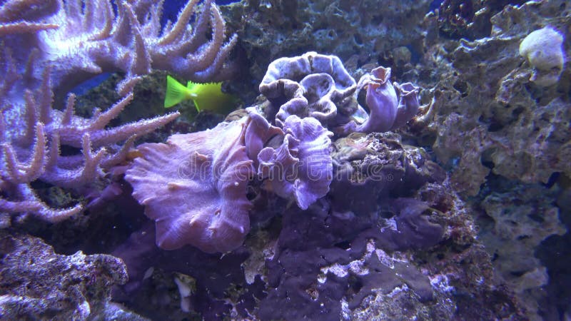 Marine Fish in the Beautiful Underwater Scenery in the Aquarium Stock ...