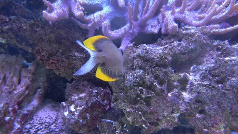 Marine Fish in the Beautiful Underwater Scenery in the Aquarium Stock ...