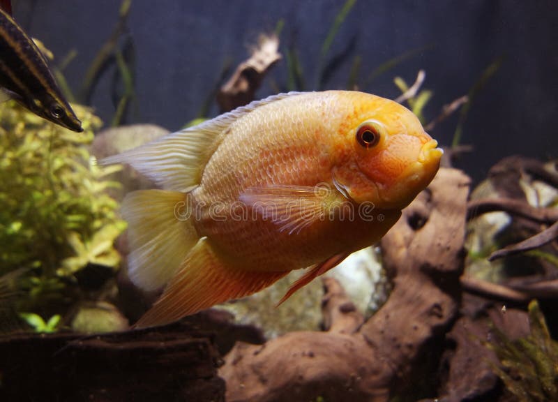 Marine Fish stock photo. Image of tropical, saltwater - 53306828