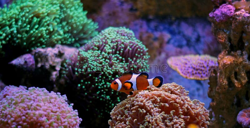 Marine Fish stock photo. Image of fishes, naturally, life - 90213588