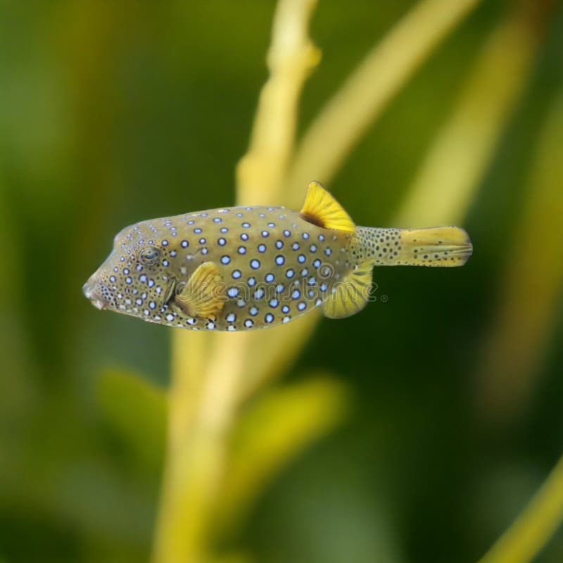 Marine Fish Fishing Box on Coral Reef- Stock Image - Image of cubicus ...