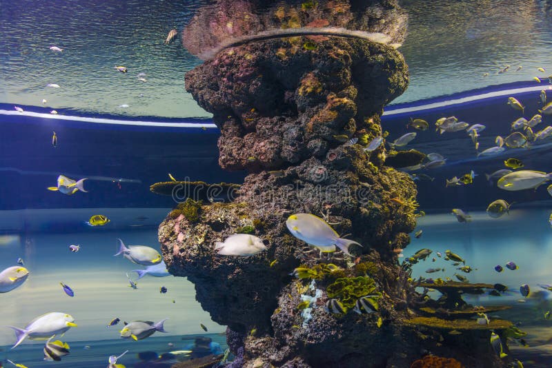 Marine Fish stock photo. Image of marine, coral, reef - 80521184