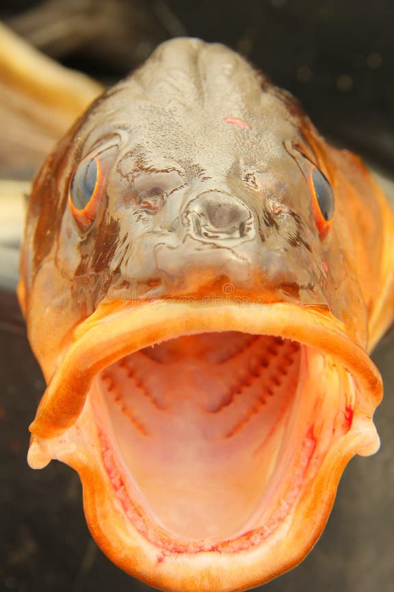 Marine Fish with an Open Mouth, Norway. Stock Photo - Image of mouth ...