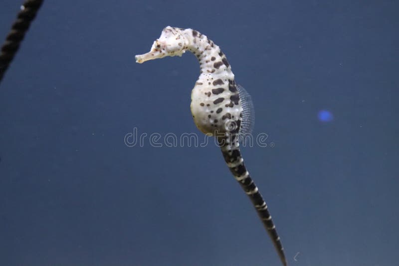 Marine Fish Seahorse Aquarium of Genoa- Stock Image - Image of aquarium ...