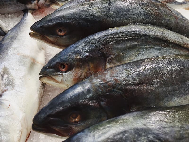Fresh fish stock image. Image of sold, onsale, supermarkets - 140284877