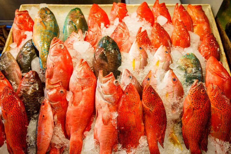 Marine fish on the taiwan stock photo. Image of citron - 53496994