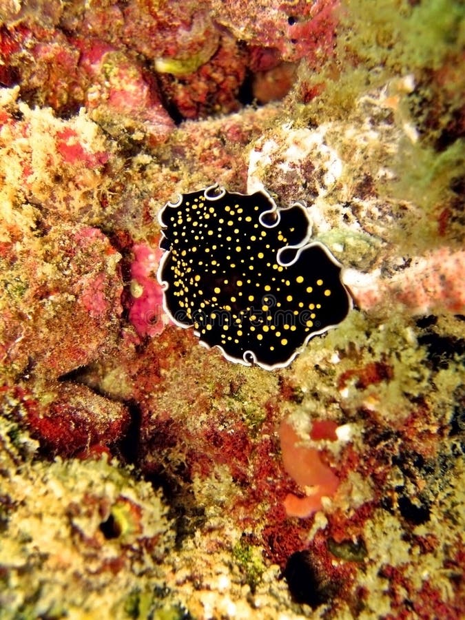 Marine Flatworm stock image. Image of worm, marine, macro - 396891