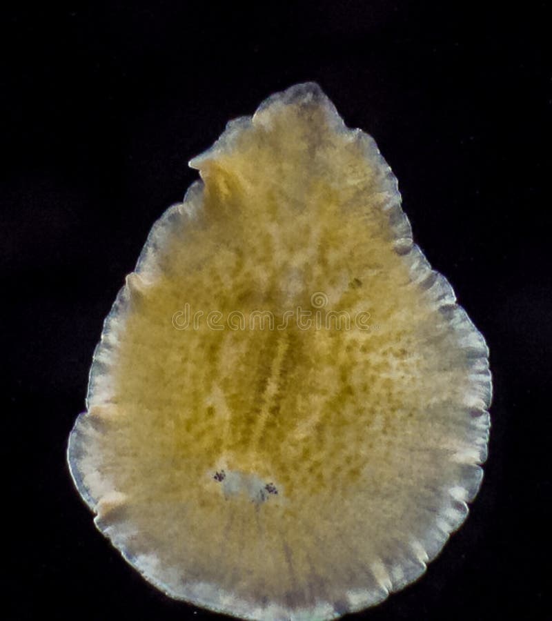 Marine Flatworm - Planaria, Crawling on the Glass, Black Sea Stock ...