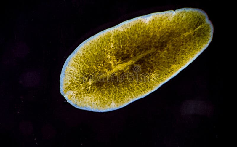 Marine Flatworm - Planaria, Crawling on the Glass, Black Sea Stock ...