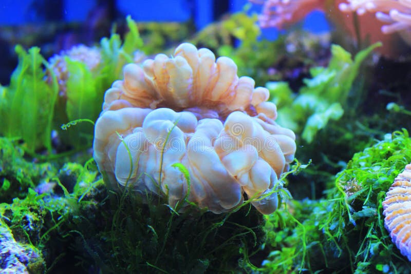 Marine flower stock image. Image of green, relief, nature - 39738901