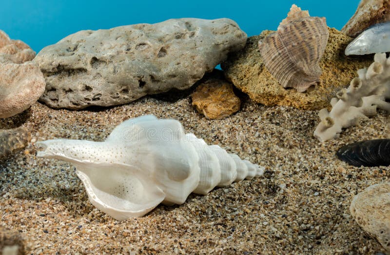 Marine Gastropod Mollusk Shell on the Sand Underwater Stock Image ...