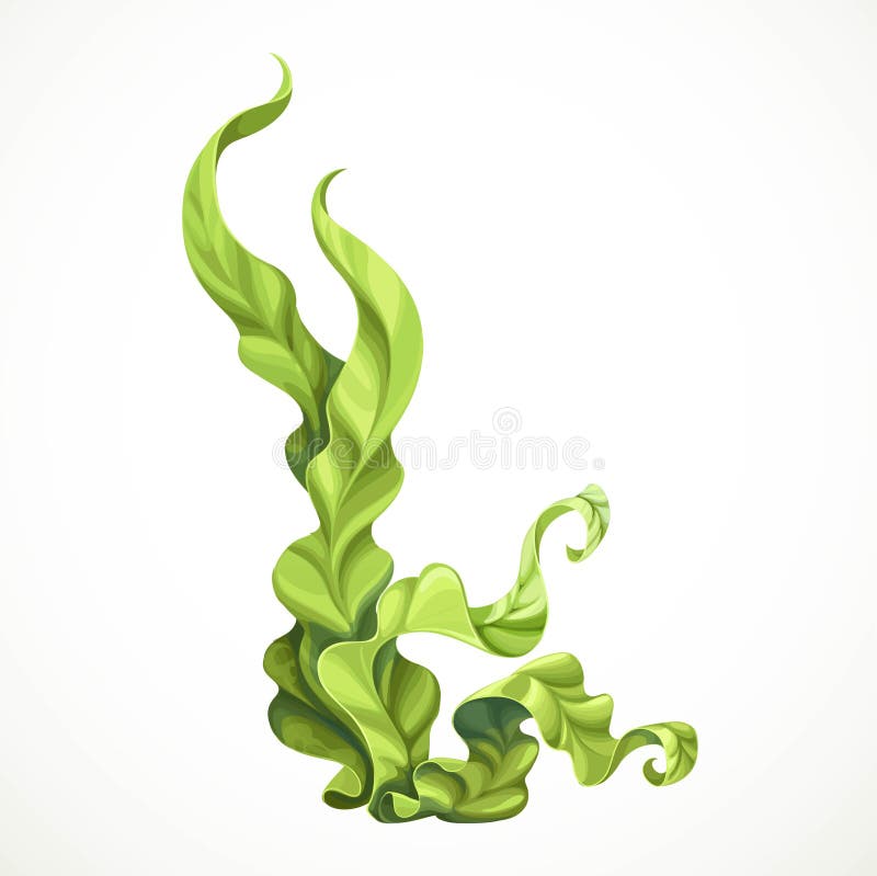 Algae Isolated Hand Drawing. Marine Plant Stock Vector - Illustration ...