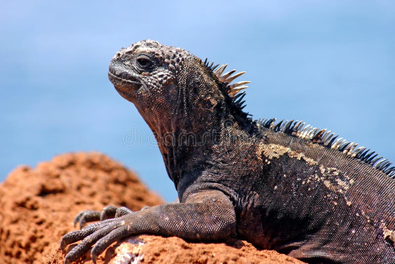 Marine Iguana stock image. Image of water, wildlife, galapagos - 10420725