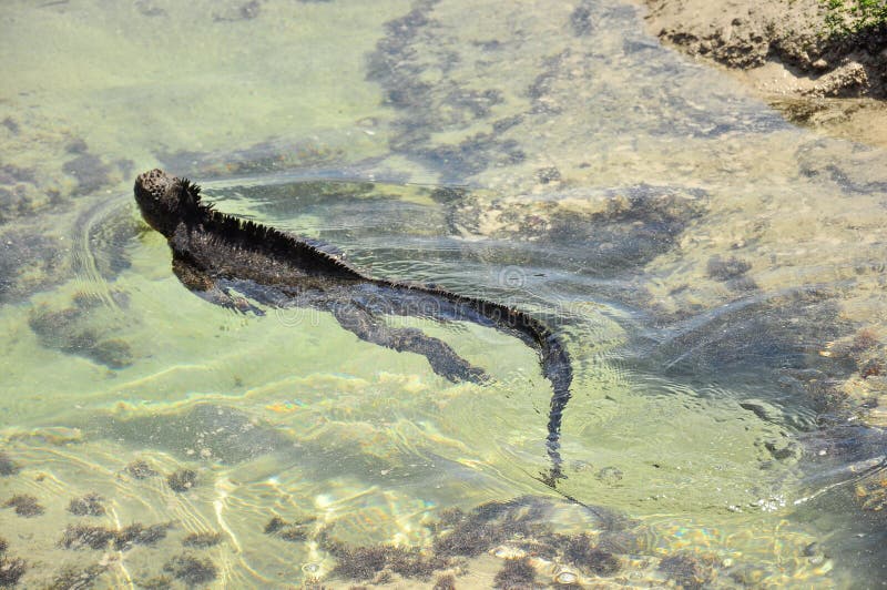 Marine Iguana in the water stock image. Image of galapagos - 136743831