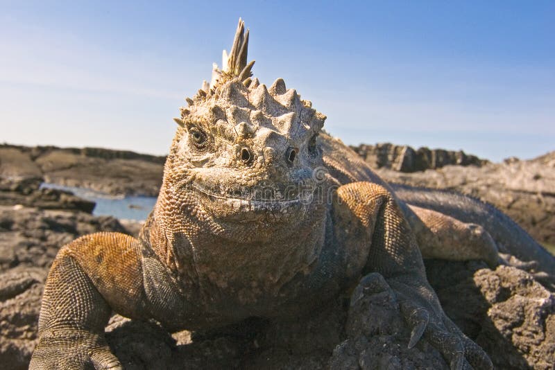 Iguana (Iguana iguana) stock image. Image of lizard, wild - 11194467