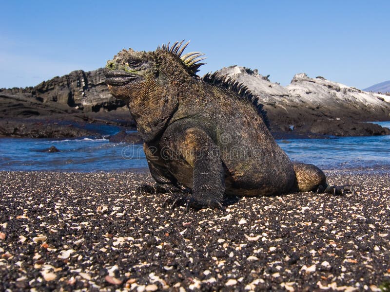 Marine Iguana stock photo. Image of closeup, ocean, animal - 5356964