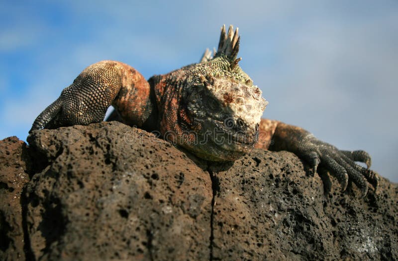 Marine Iguana Smiling stock image. Image of reptile, marine - 6128873