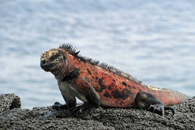 Sea Lizard on a Rock by the Sea Stock Image - Image of danger, animal ...