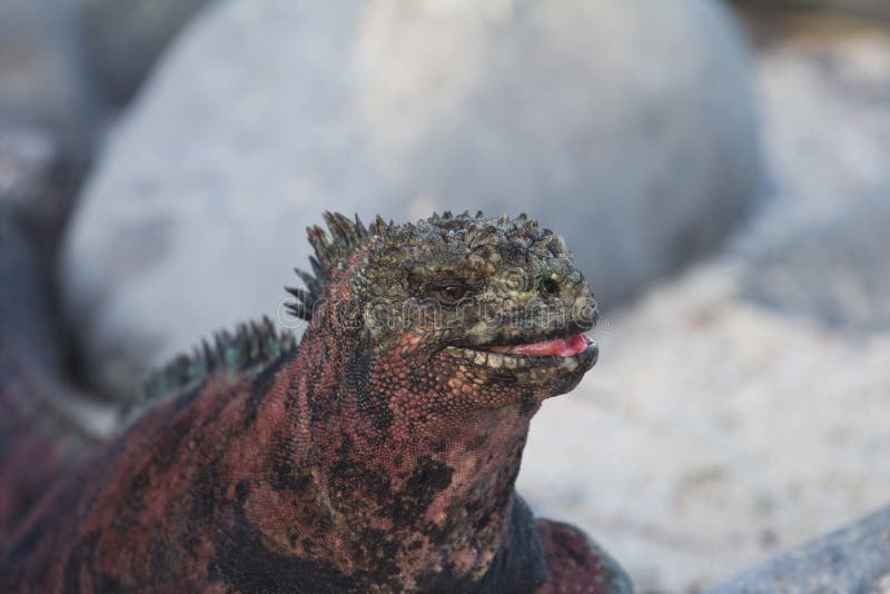 Iguana Smile stock photo. Image of lizards, smile, smiling - 98640