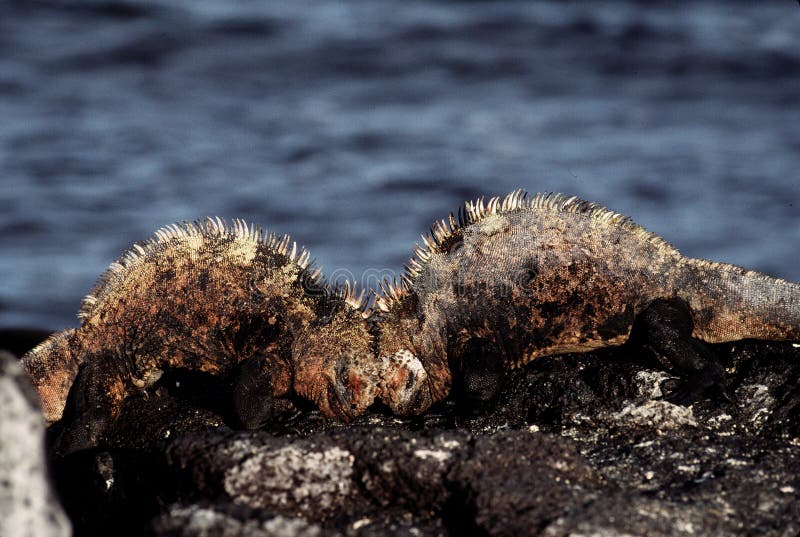 Marine Iguanas fighting stock image. Image of island, territorial - 2688979