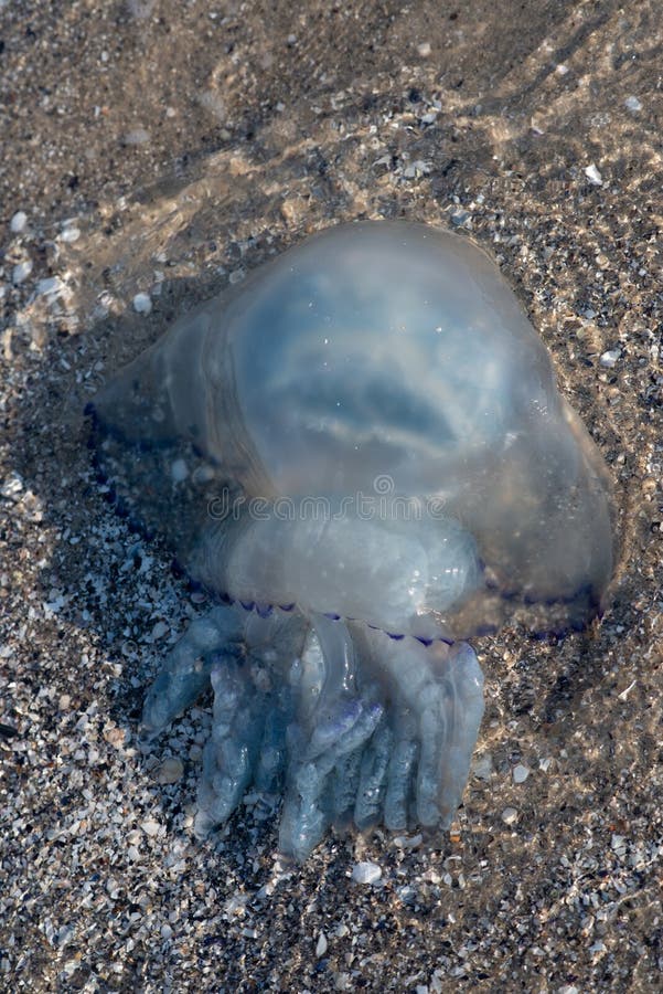Marine Jellyfish on the Sandy Beach of the Black Sea. Soft Selective ...