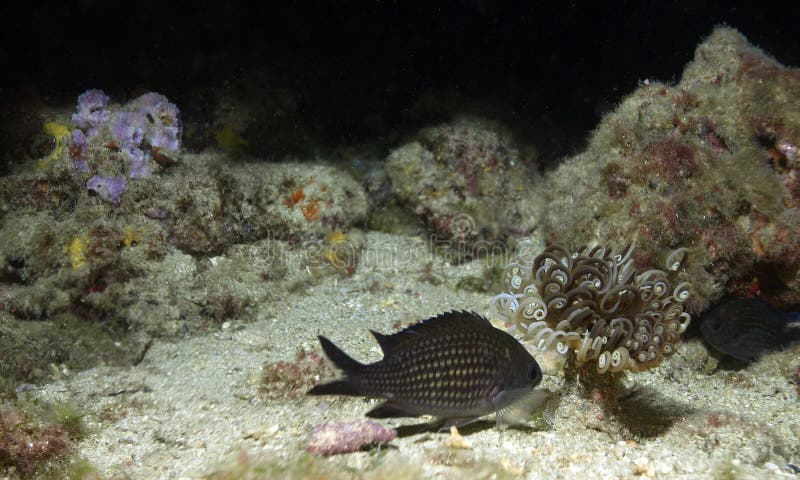 Marine landscape stock photo. Image of diving, spain - 12771502