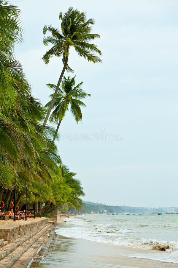 Marine Landscape with Palm Trees Stock Image - Image of warm, travel ...